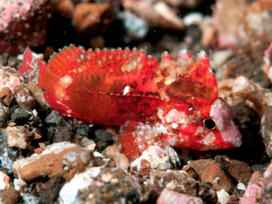 My Top 10 Predatory Fish for 50-Gallon Aquariums and Under | Reef ...