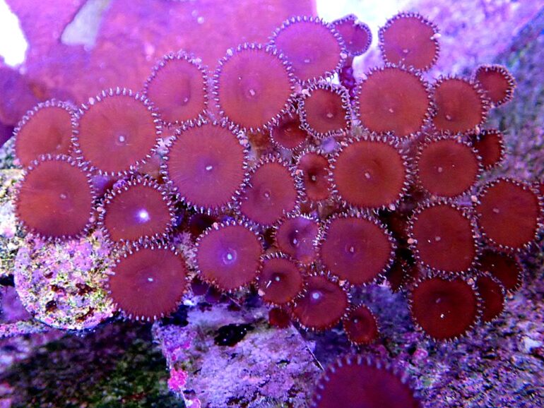 Aquarium Safety: How to Identify and Remove Dangerous Palythoa Corals ...