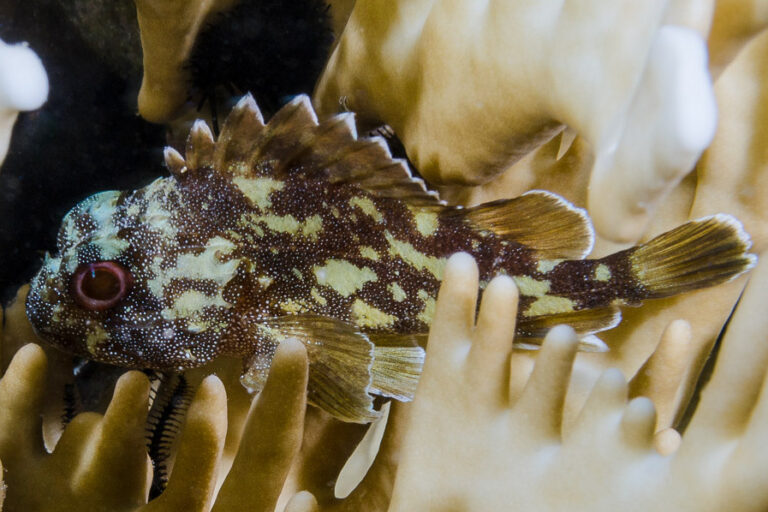 My Top 10 Predatory Fish for 50-Gallon Aquariums and Under | Reef ...