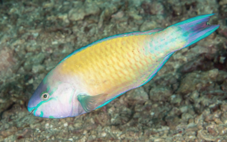 Unusual Gold Parrotfish arrives from Indonesia | Reef Builders | The ...