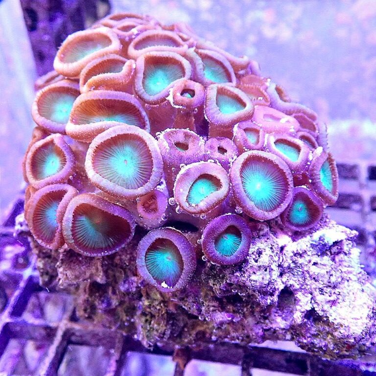 Aquarium Safety: How to Identify and Remove Dangerous Palythoa Corals ...