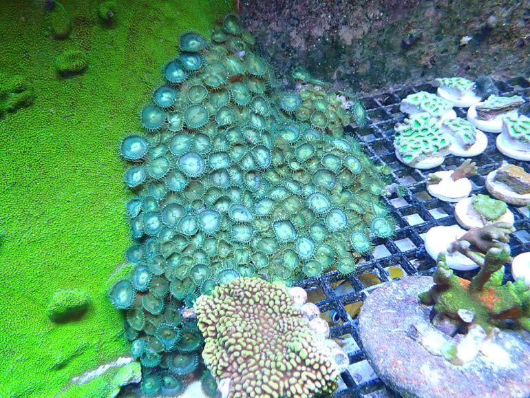 Aquarium Safety: How to Identify and Remove Dangerous Palythoa Corals ...