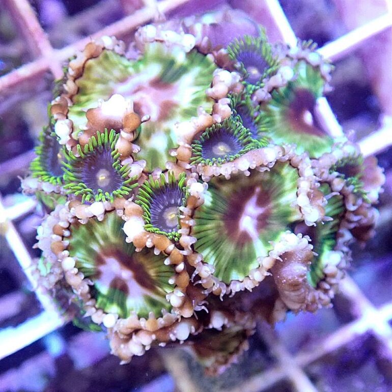 Aquarium Safety: How to Identify and Remove Dangerous Palythoa Corals ...