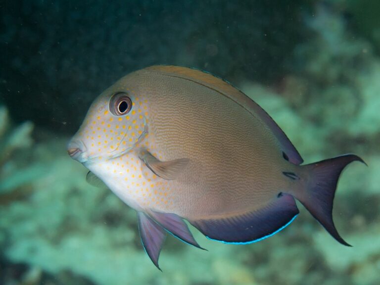 The Eight Hawaiian Fish Species Proposed to Return to the Hobby | Reef ...
