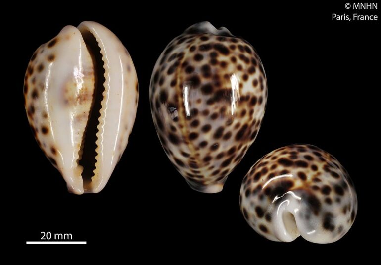 Tiger Cowrie Captive Breeding Success | Reef Builders | The Reef and ...