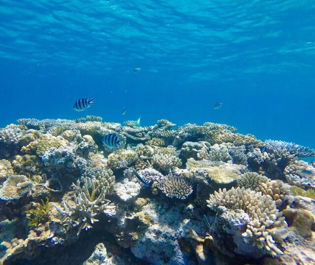 Reef Builders | The Reef and Saltwater Aquarium Blog