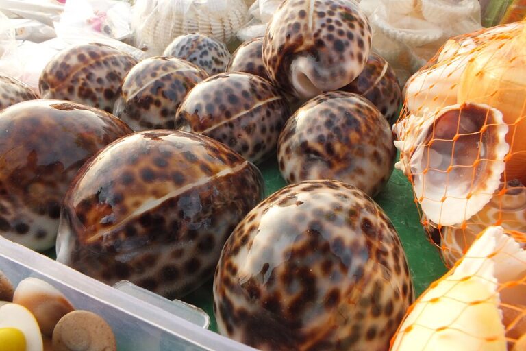 Tiger Cowrie Captive Breeding Success | Reef Builders | The Reef and ...
