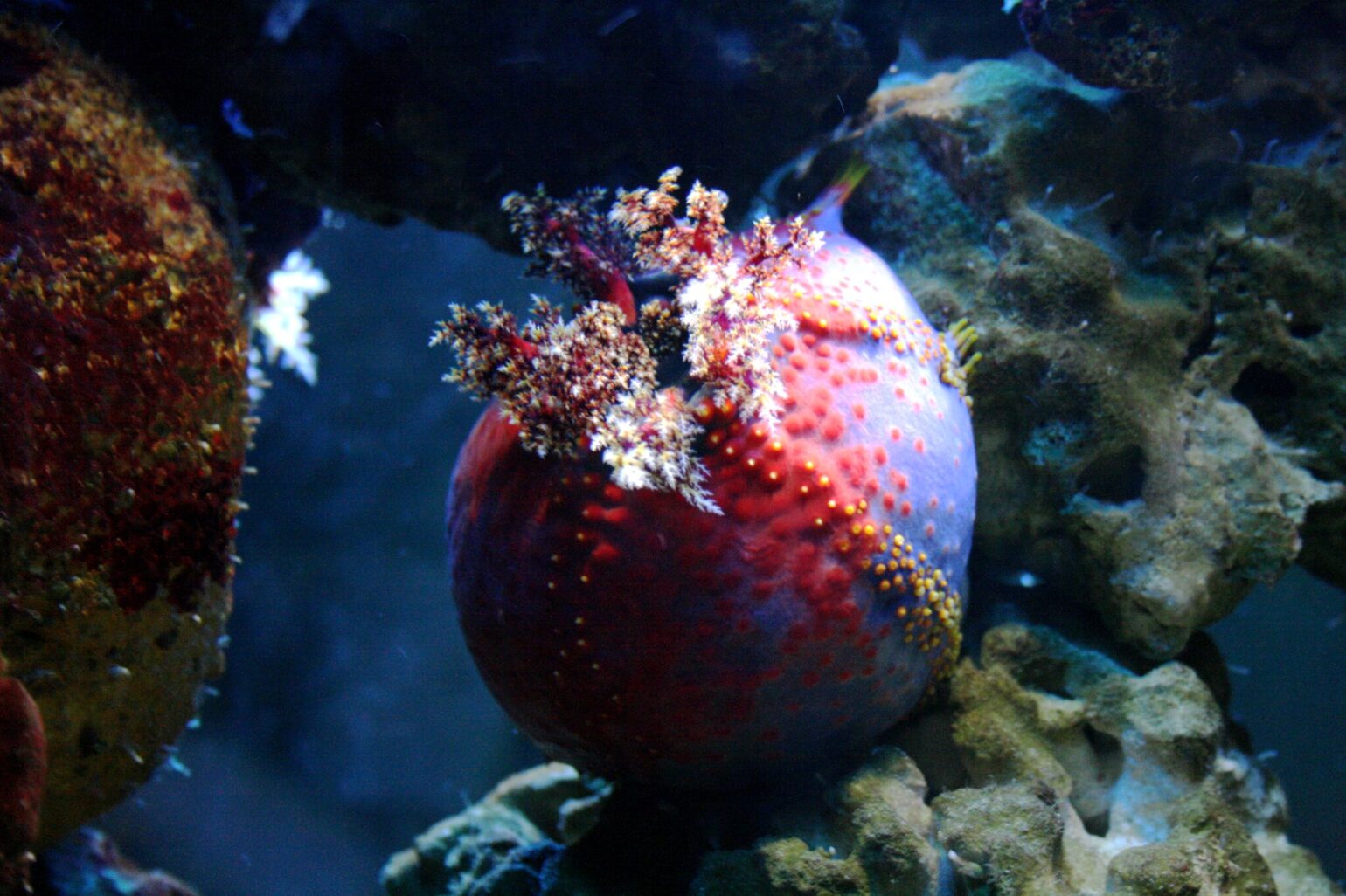 How to Maintain Suspension-Feeding Sea Cucumbers | Reef Builders | The ...