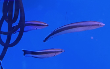 Identity Theft! False Cleanerfishes In The Reefing Hobby | Reef ...