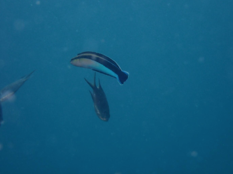 Identity Theft! False Cleanerfishes In The Reefing Hobby | Reef ...