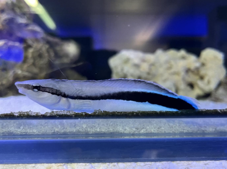 Identity Theft! False Cleanerfishes In The Reefing Hobby | Reef ...