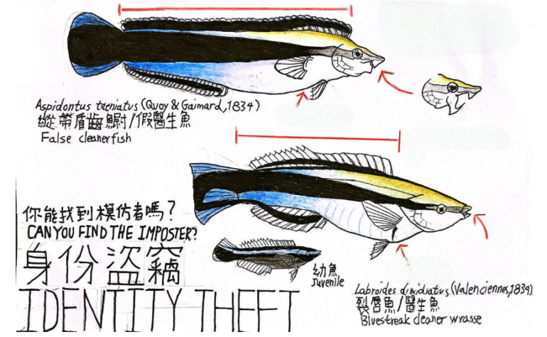 Identity Theft! False Cleanerfishes In The Reefing Hobby | Reef ...
