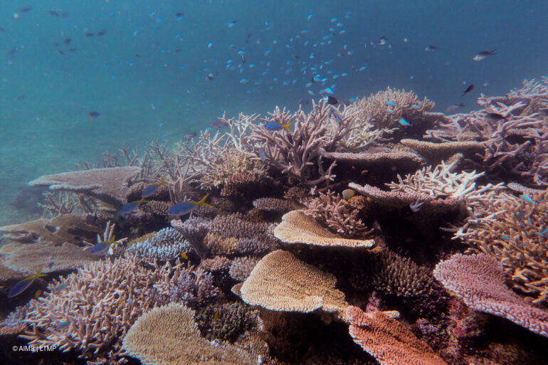 Great Barrier Reef Coral Cover was at 38-Year High before Bleaching and ...