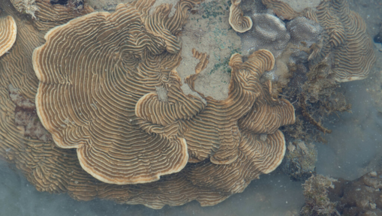 Pachyseris - So Much More than Meets the Eye | Reef Builders | The Reef ...