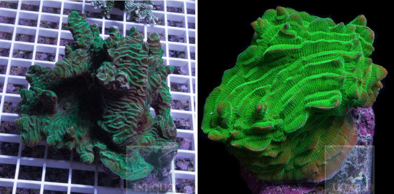 Pachyseris - So Much More than Meets the Eye | Reef Builders | The Reef ...