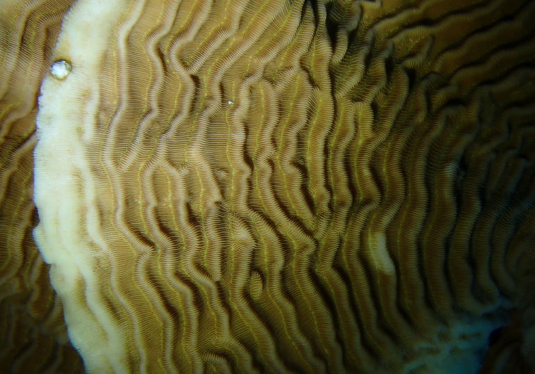 Pachyseris - So Much More than Meets the Eye | Reef Builders | The Reef ...