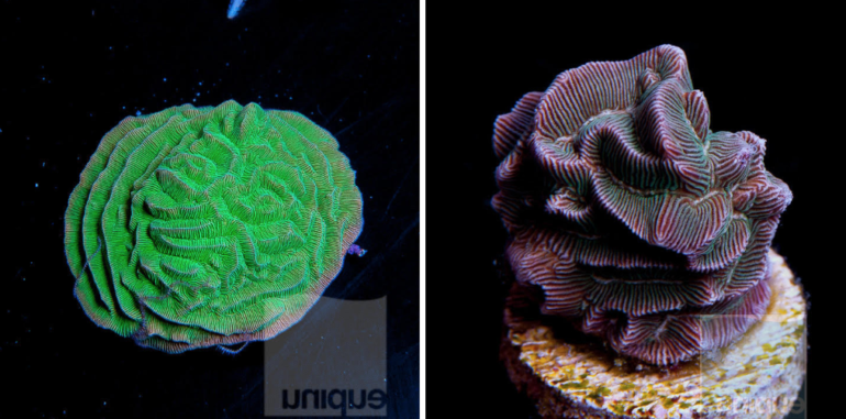 Pachyseris - So Much More than Meets the Eye | Reef Builders | The Reef ...