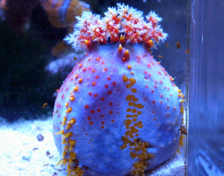 How to Maintain Suspension-Feeding Sea Cucumbers | Reef Builders | The ...