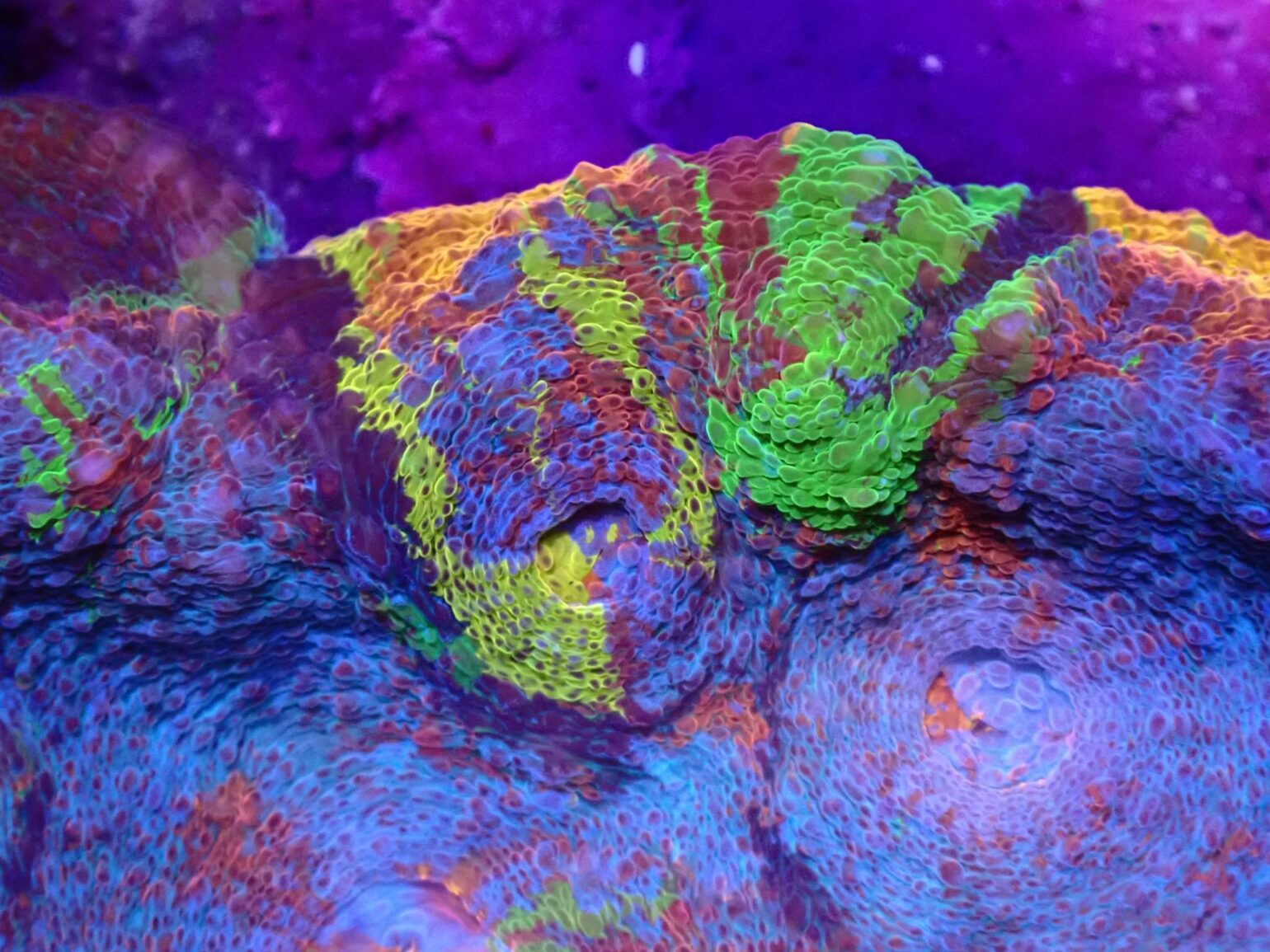 Fruit Salad Chalice Coral Looking Sweet at Nick’s Aquarium | Reef ...
