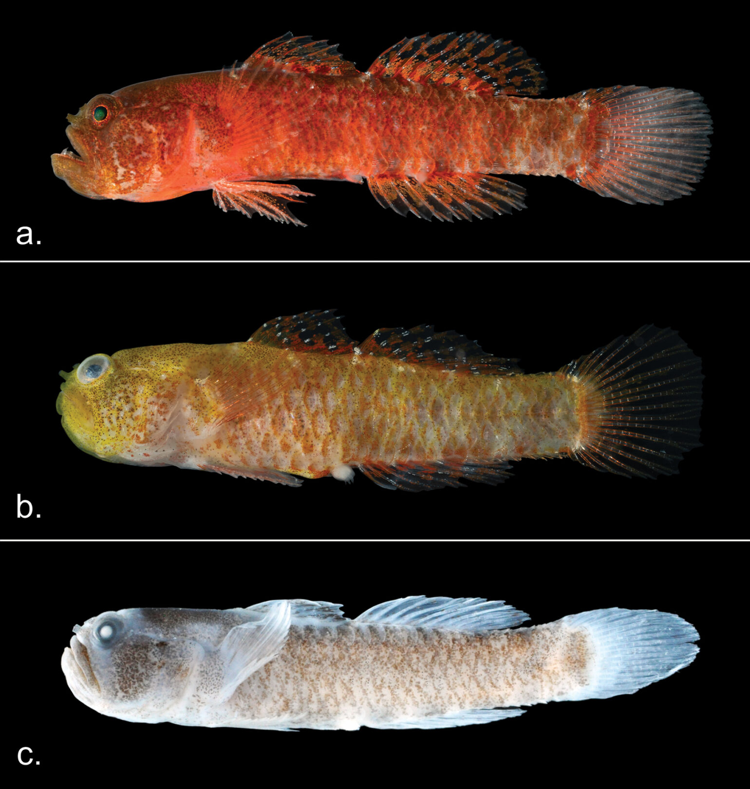 New Fish Species Discovered: “The Grumpy Dwarf Goby” (Sueviota aethon ...