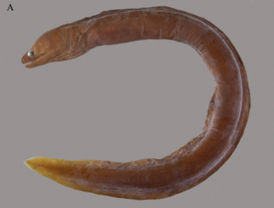 Aquarium Store’s Moray Eel Helps Describe a New Species | Reef Builders ...