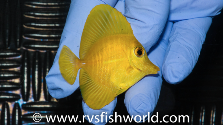 RVS Finds Yellow Tangs, Noble Anthias, and More at Calayan Island ...