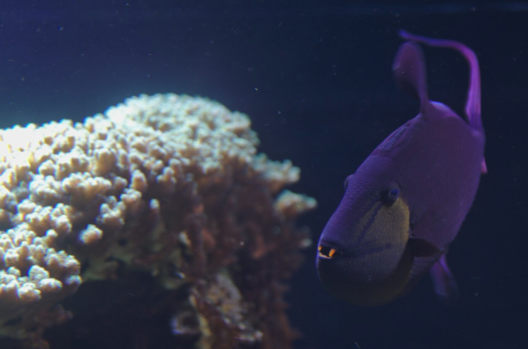 The Niger Triggerfish is One Fish to Leave Out of your Reef Aquarium ...