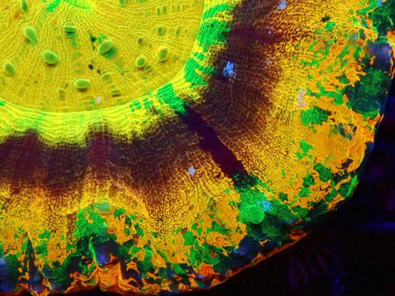 Gold and Green Scoly Shows Us How Good Homophyllia australis Can Be ...