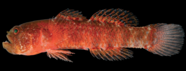 New Fish Species Discovered: “The Grumpy Dwarf Goby” (Sueviota aethon ...