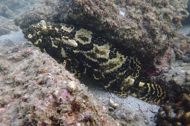Manmade Hybrid Hulong Grouper Becomes Established in the Wild | Reef ...