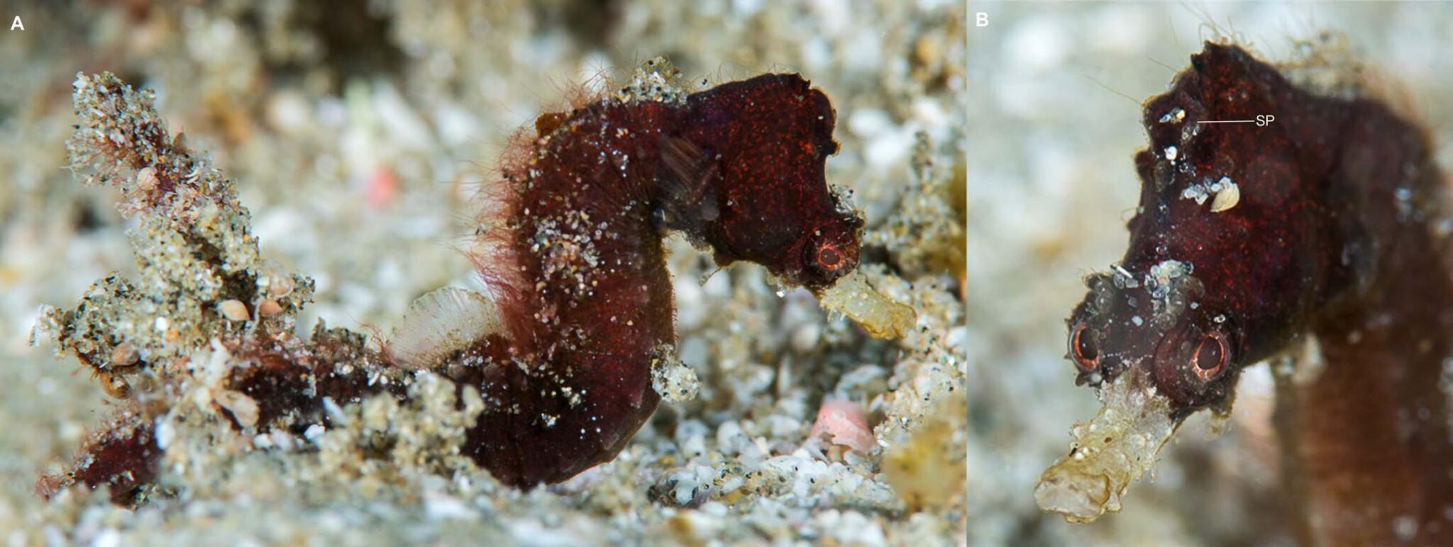 Sodwana Pygmy Pipehorse is First New Cylix species from African ...