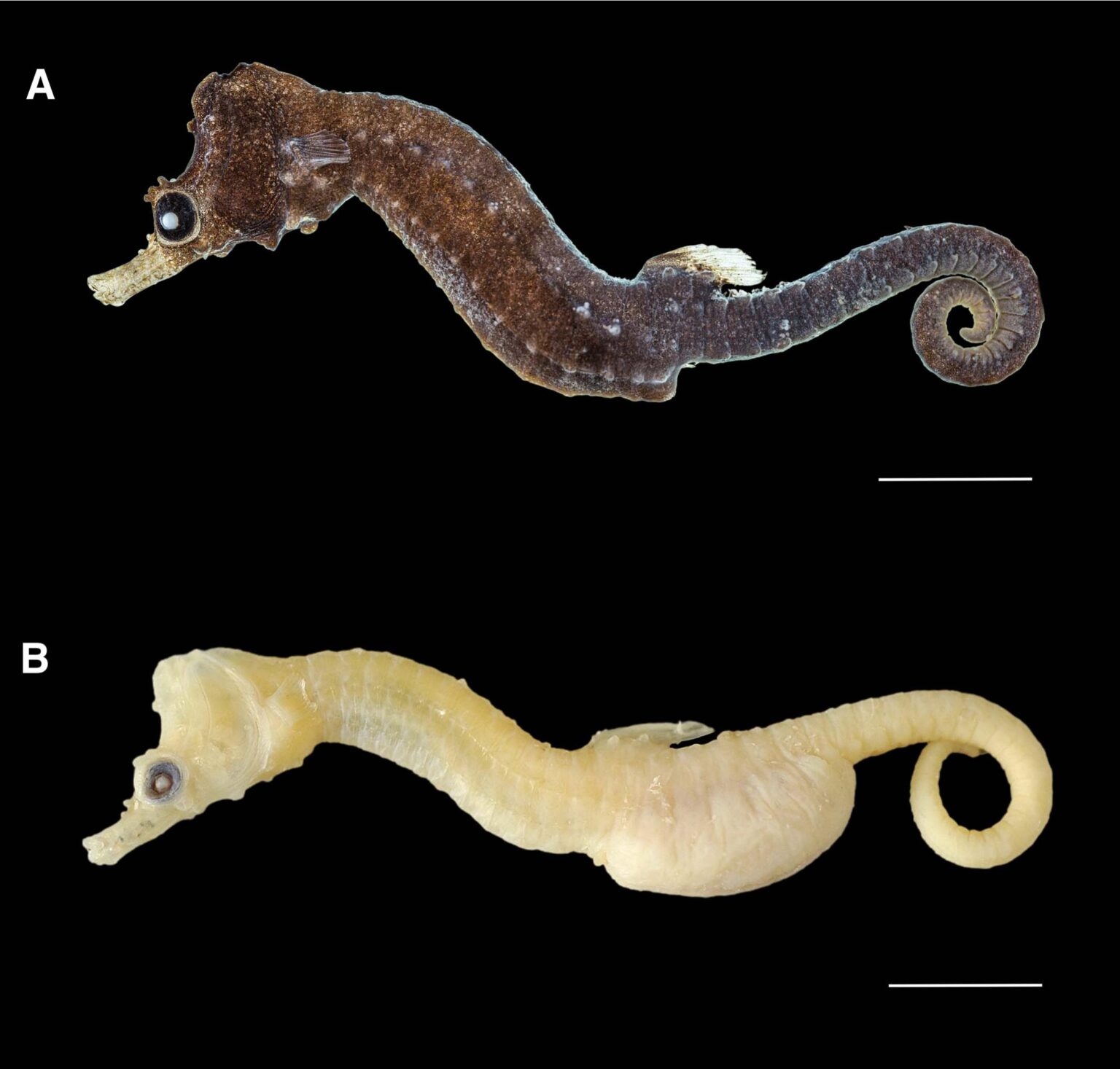 Sodwana Pygmy Pipehorse is First New Cylix species from African ...