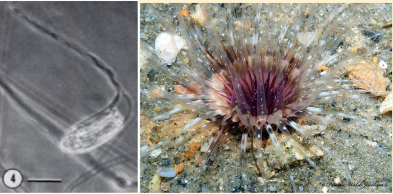 The First Rule of (Coral) Fight Club is … - Coral Warfare at a Glance ...