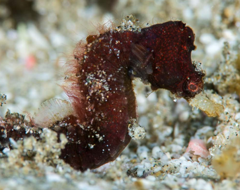 Sodwana Pygmy Pipehorse is First New Cylix species from African ...