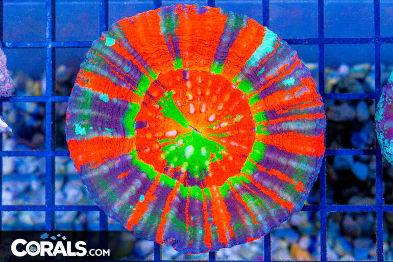 An Introduction To Scolymia (Homophyllia australis) Care | Reef ...