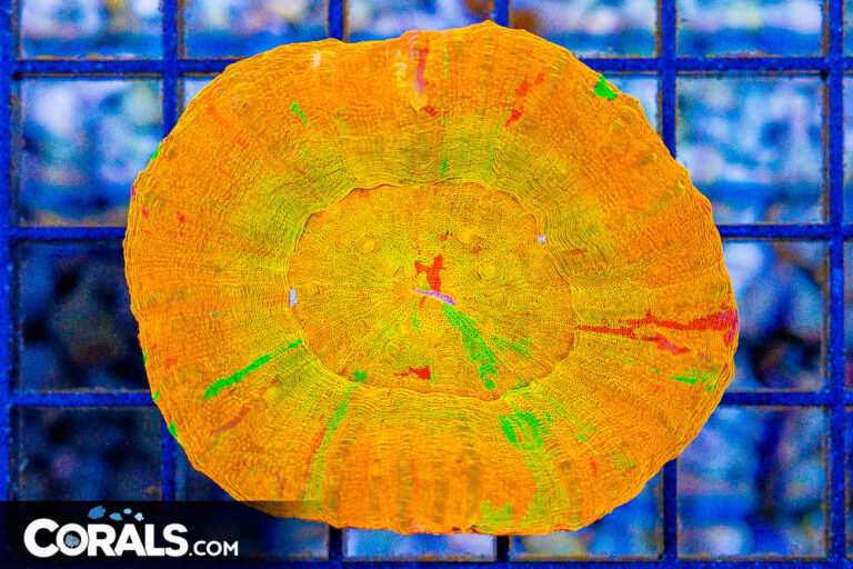 An Introduction To Scolymia (Homophyllia australis) Care | Reef ...