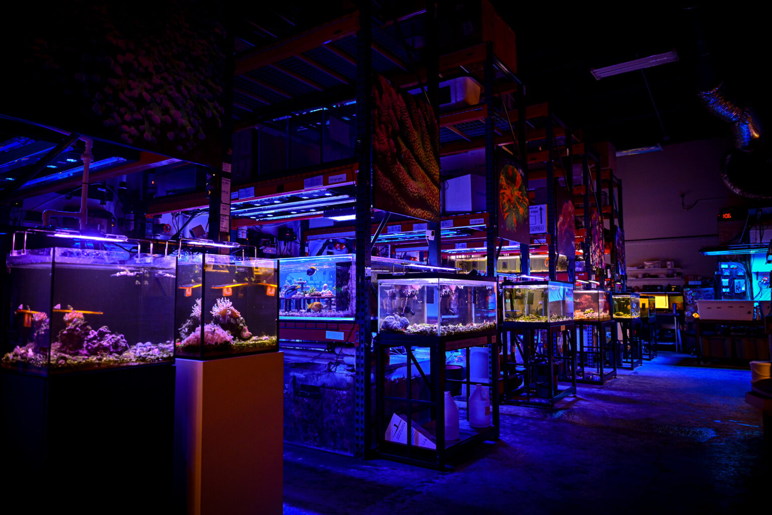 How Reef Chasers Built a Successful Coral Farm In Landlocked Tennessee ...