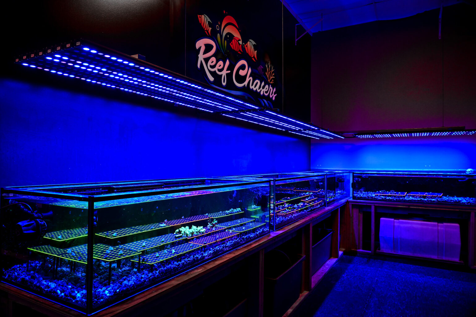 How Reef Chasers Built a Successful Coral Farm In Landlocked Tennessee ...