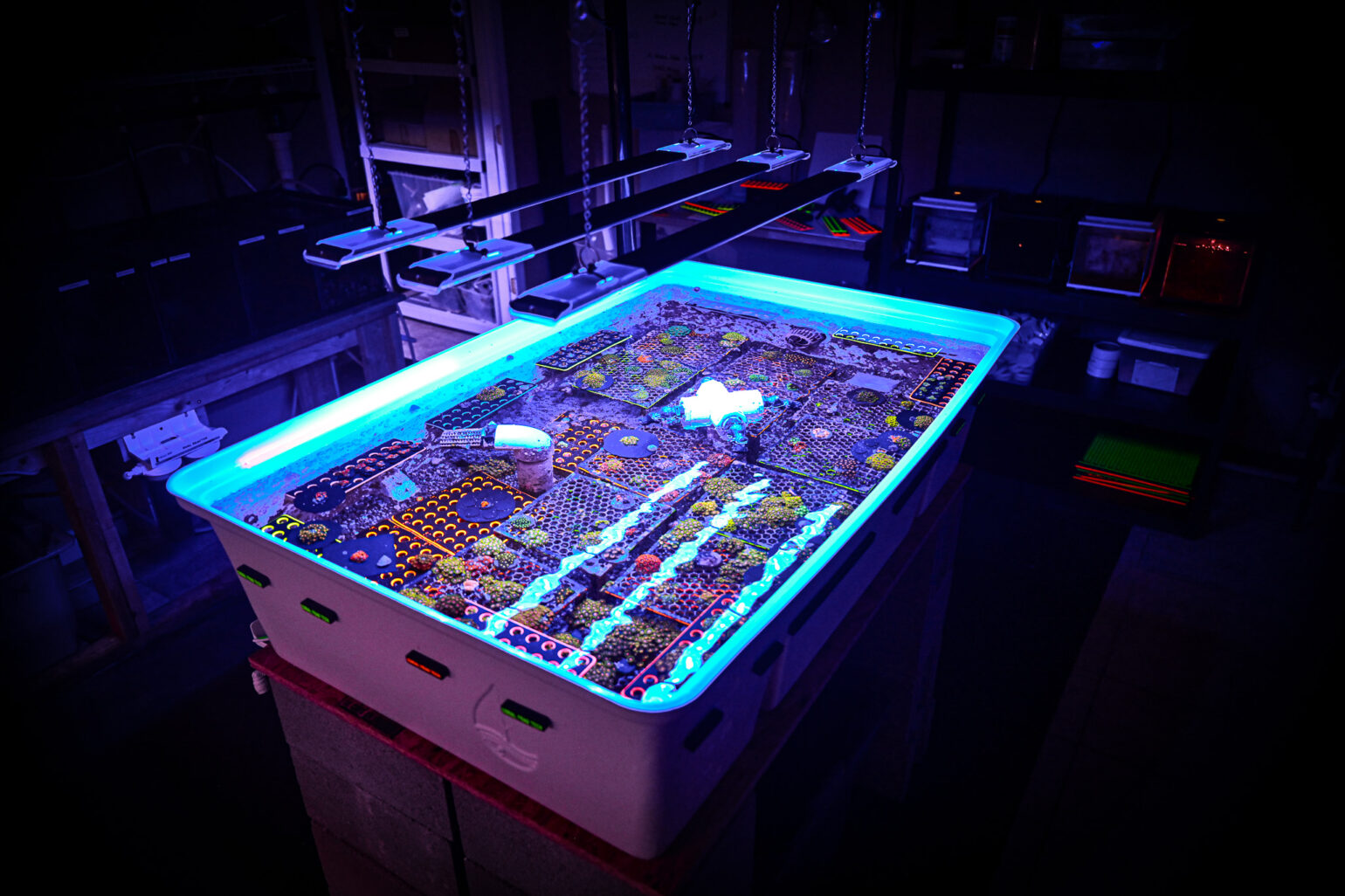 How Reef Chasers Built a Successful Coral Farm In Landlocked Tennessee ...