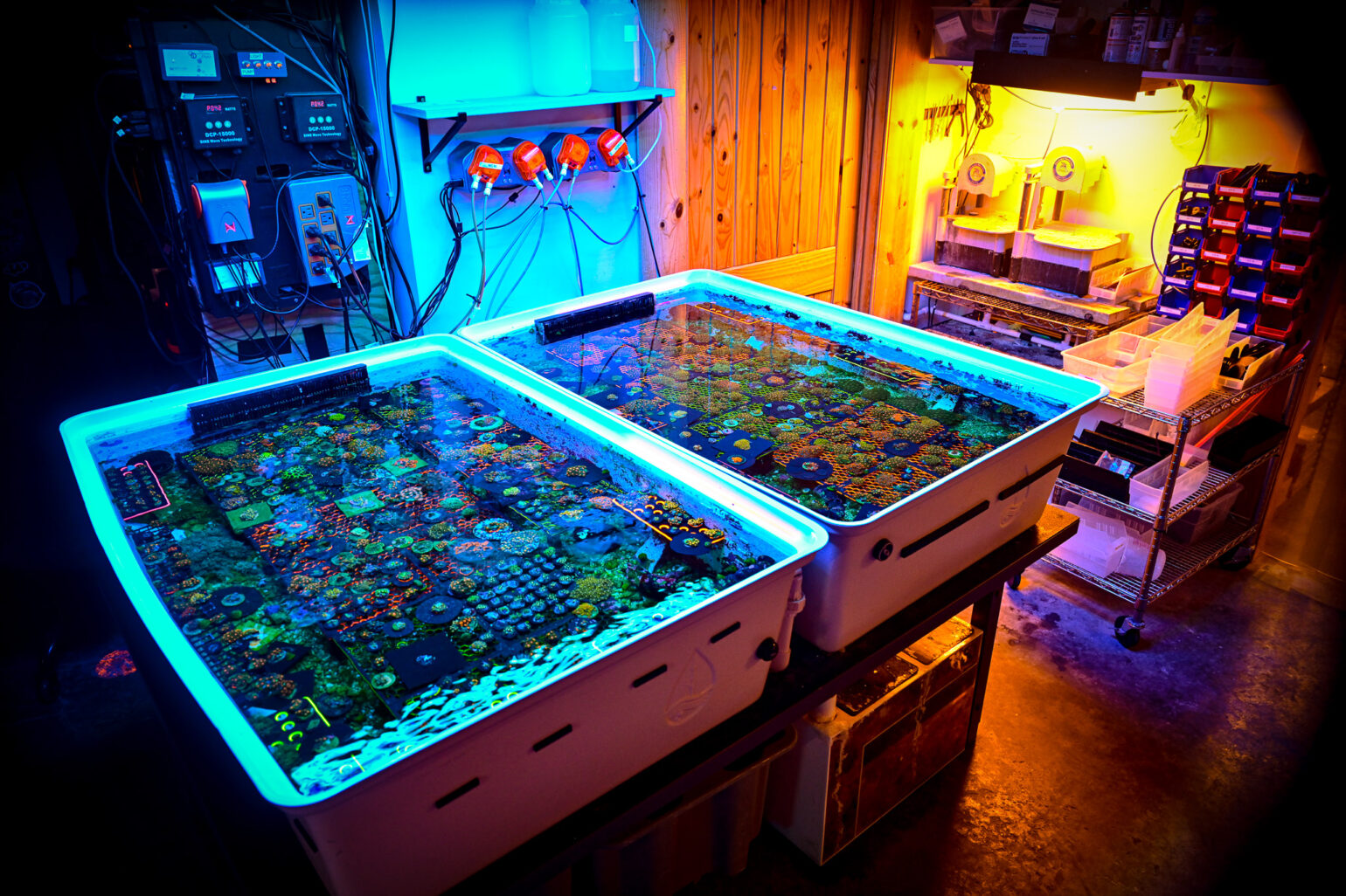 How Reef Chasers Built a Successful Coral Farm In Landlocked Tennessee ...