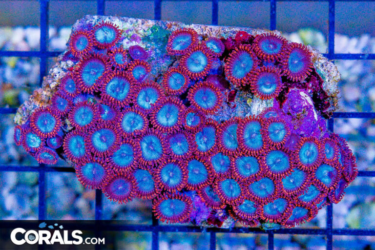 Zoanthid & Palythoa Intro Care Guide | Reef Builders | The Reef and ...