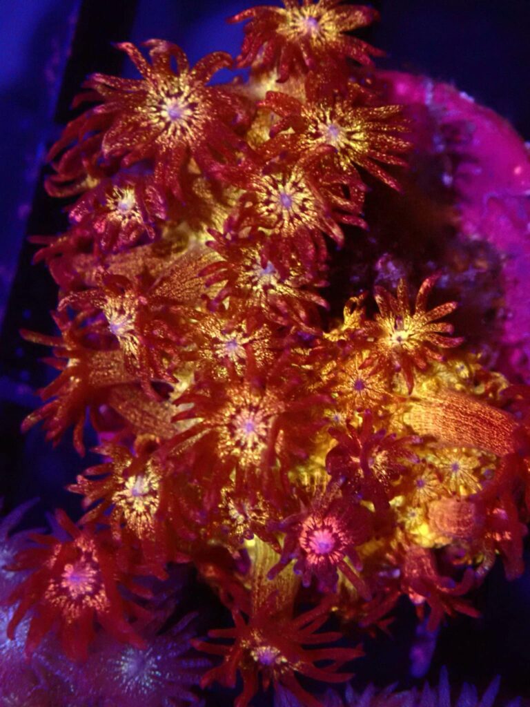 Nicks Aquarium Has One of the Best Goniopora Collections in the World ...