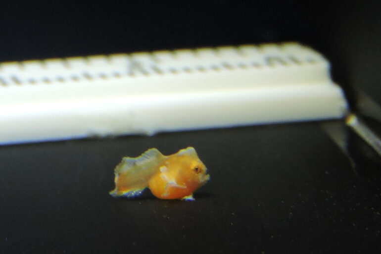 A Big Conservation Win - Critically Endangered Red Handfish Captive ...