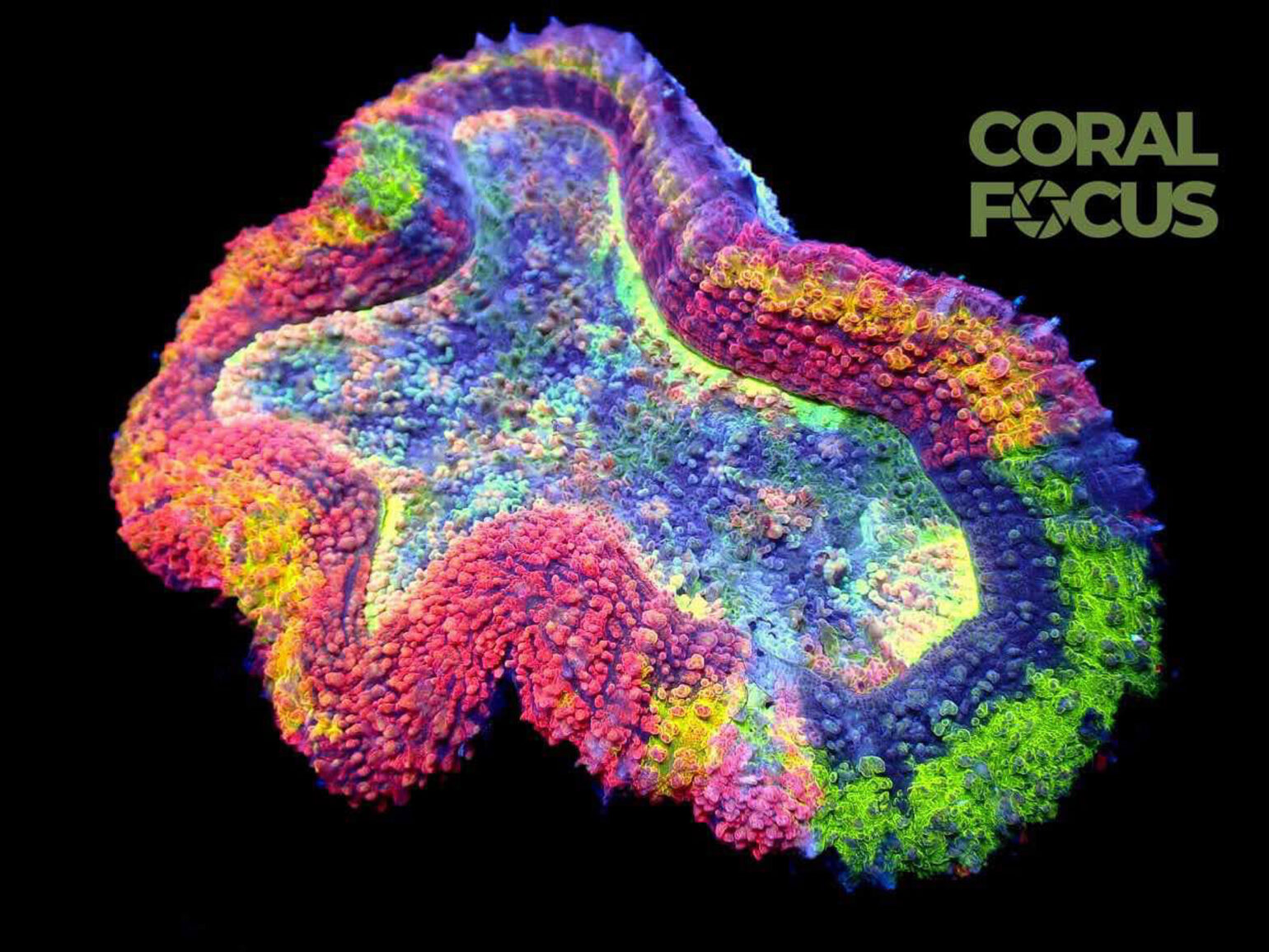 Coral Focus Collects The Creme Da La Creme Of Lobophyllia robusta ...