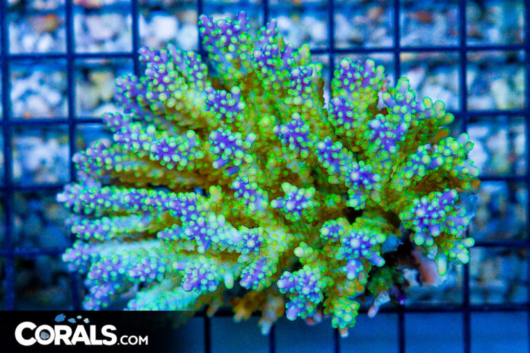 Introduction To Acropora Care | Reef Builders | The Reef and Saltwater ...