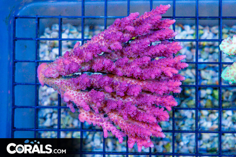 Introduction To Acropora Care | Reef Builders | The Reef and Saltwater ...