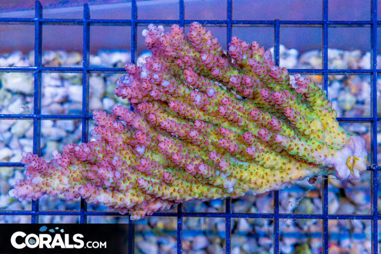 Introduction To Acropora Care | Reef Builders | The Reef and Saltwater ...