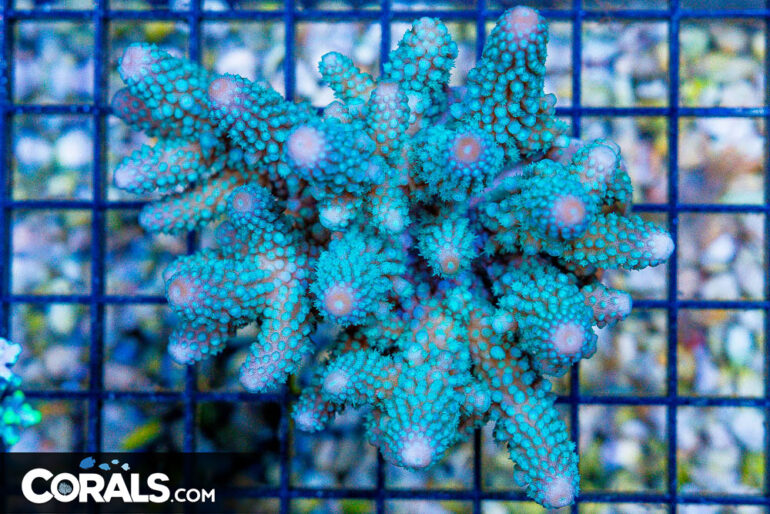 Introduction To Acropora Care | Reef Builders | The Reef and Saltwater ...