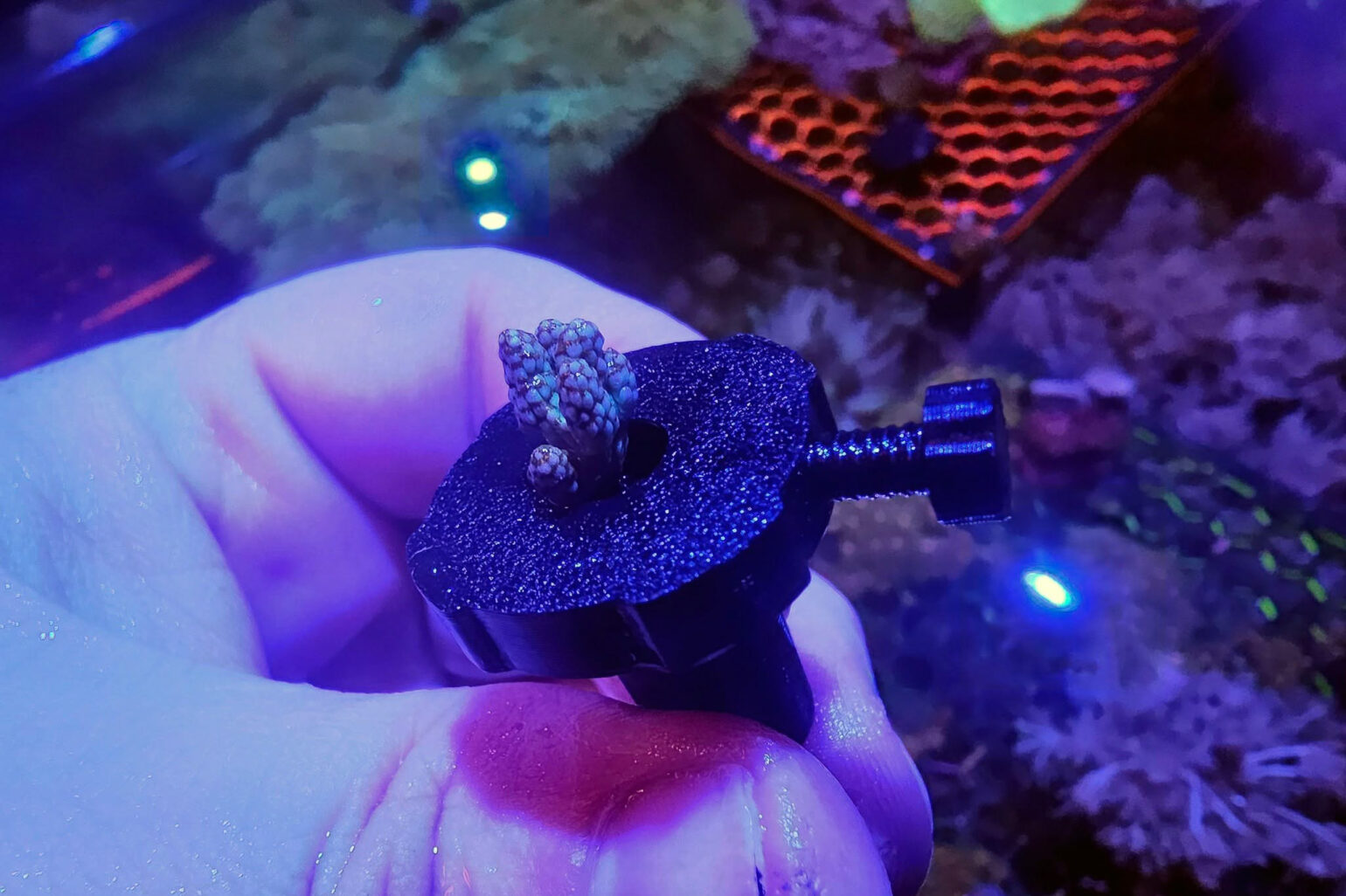 Coral Frag Tech Testing Nifty Solution For Mounting Soft Coral Frags ...