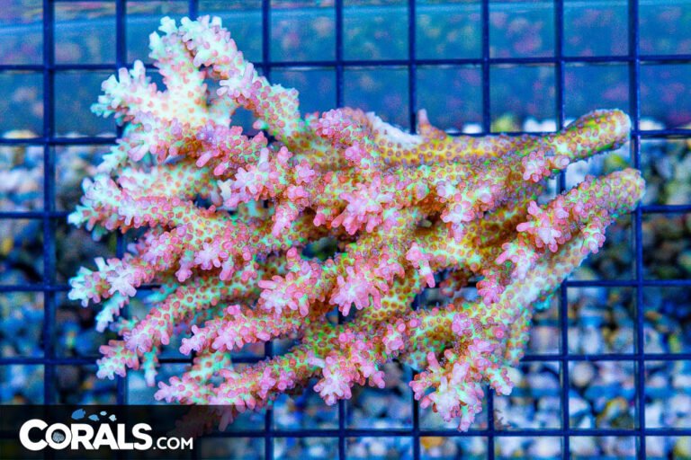 Introduction To Acropora Care | Reef Builders | The Reef and Saltwater ...